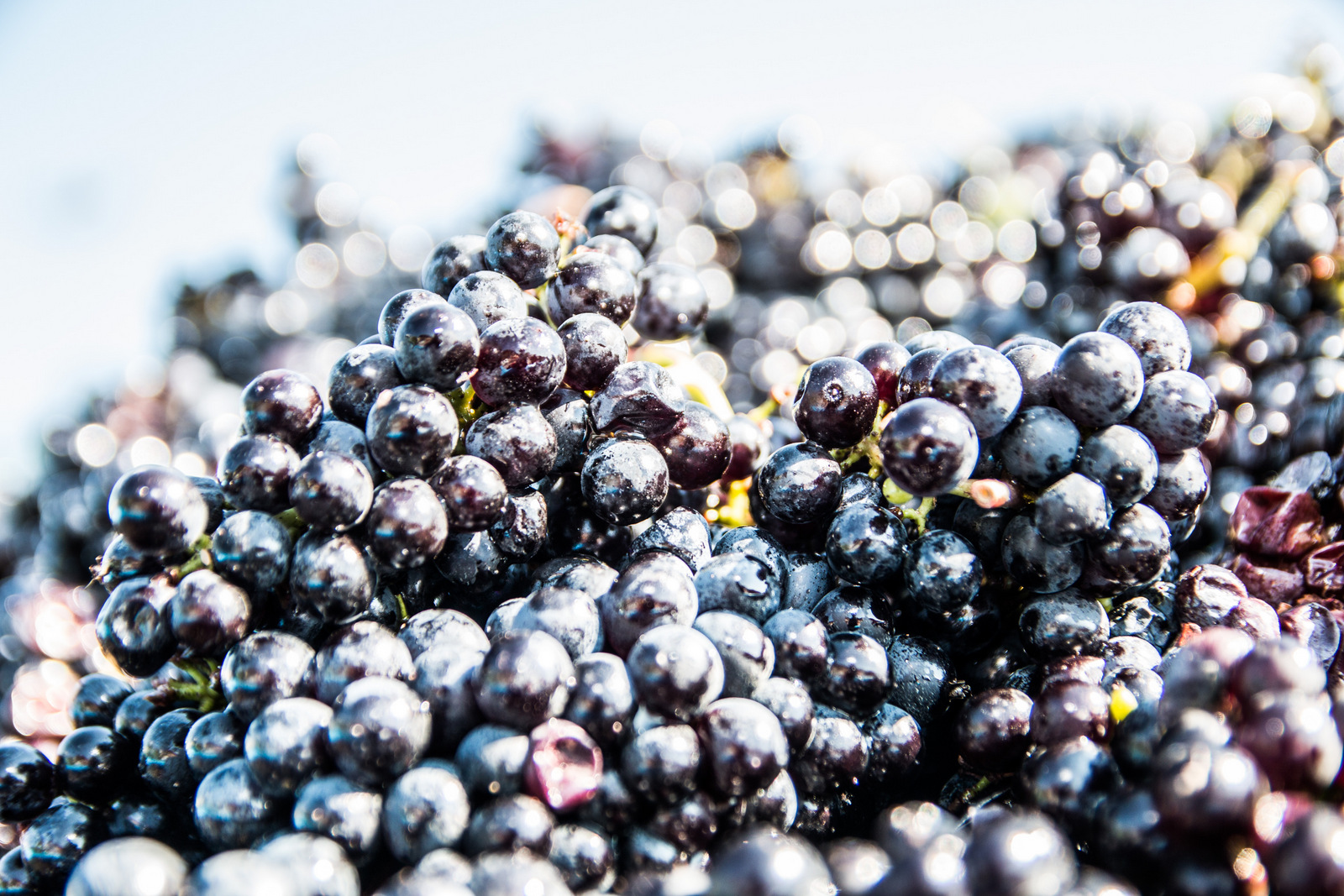 Let’s talk about RED (wine)! | RICHTIG LECKER